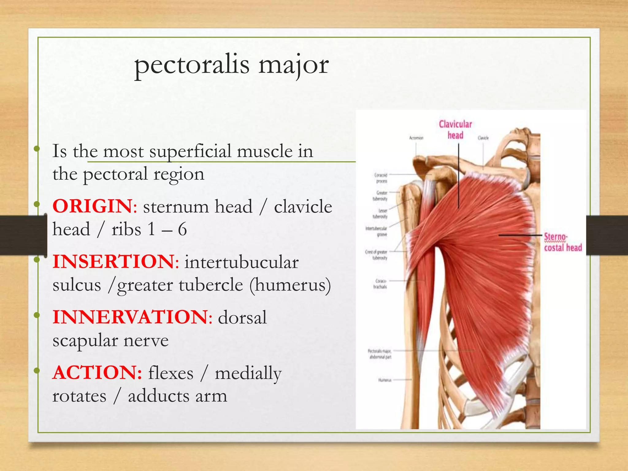 L9 muscles of upper limb [Autosaved].pptx