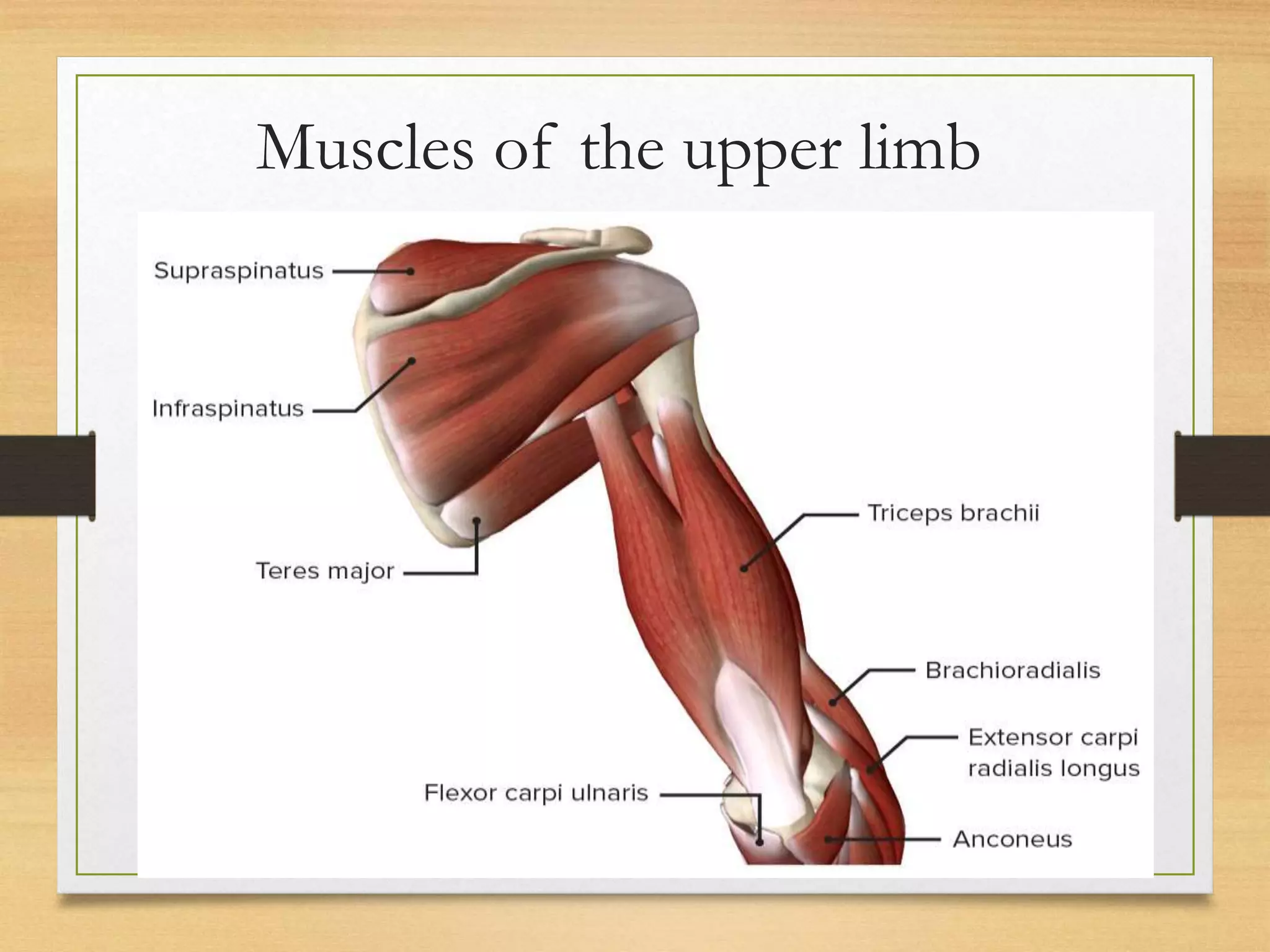L9 muscles of upper limb [Autosaved].pptx