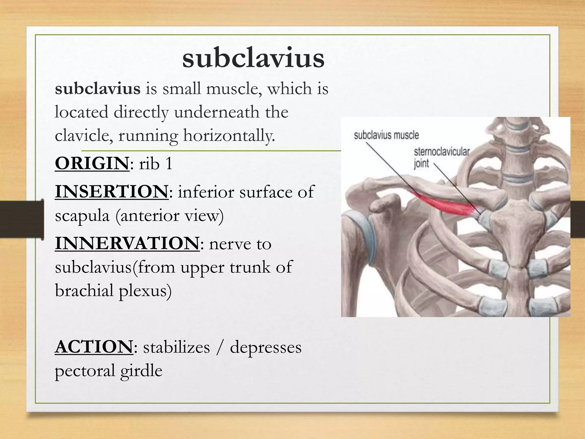 L9 muscles of upper limb [Autosaved].pptx