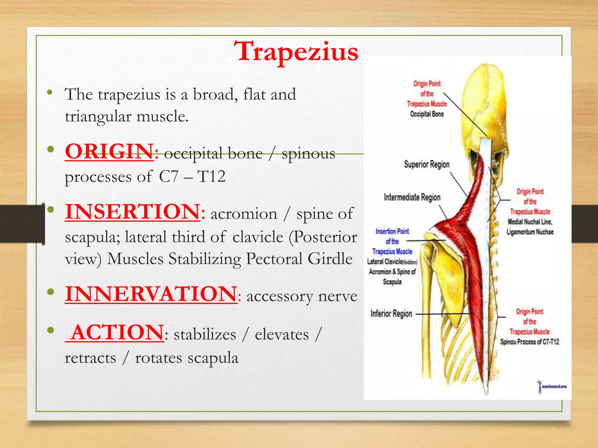 L9 muscles of upper limb [Autosaved].pptx
