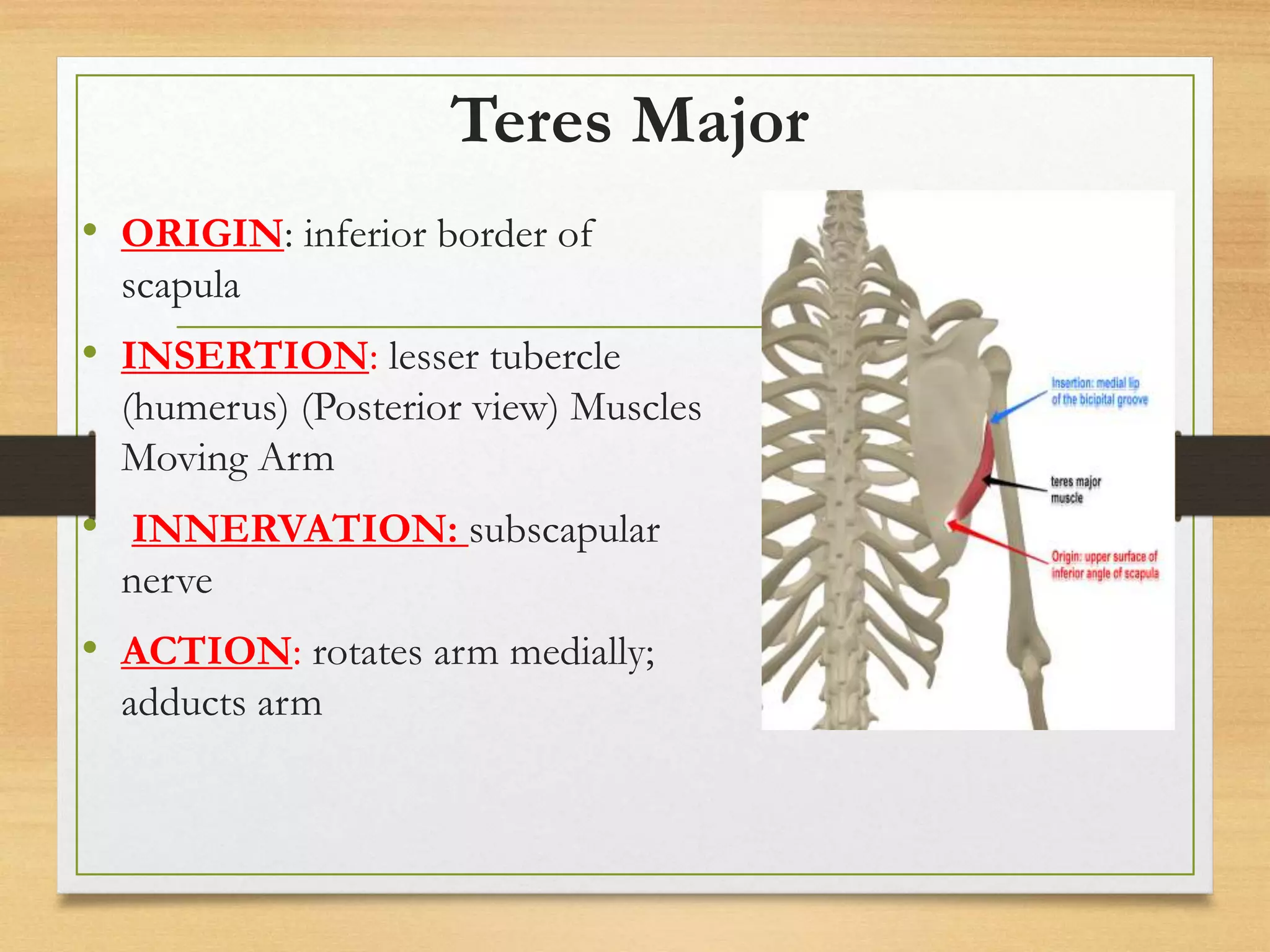 L9 muscles of upper limb [Autosaved].pptx
