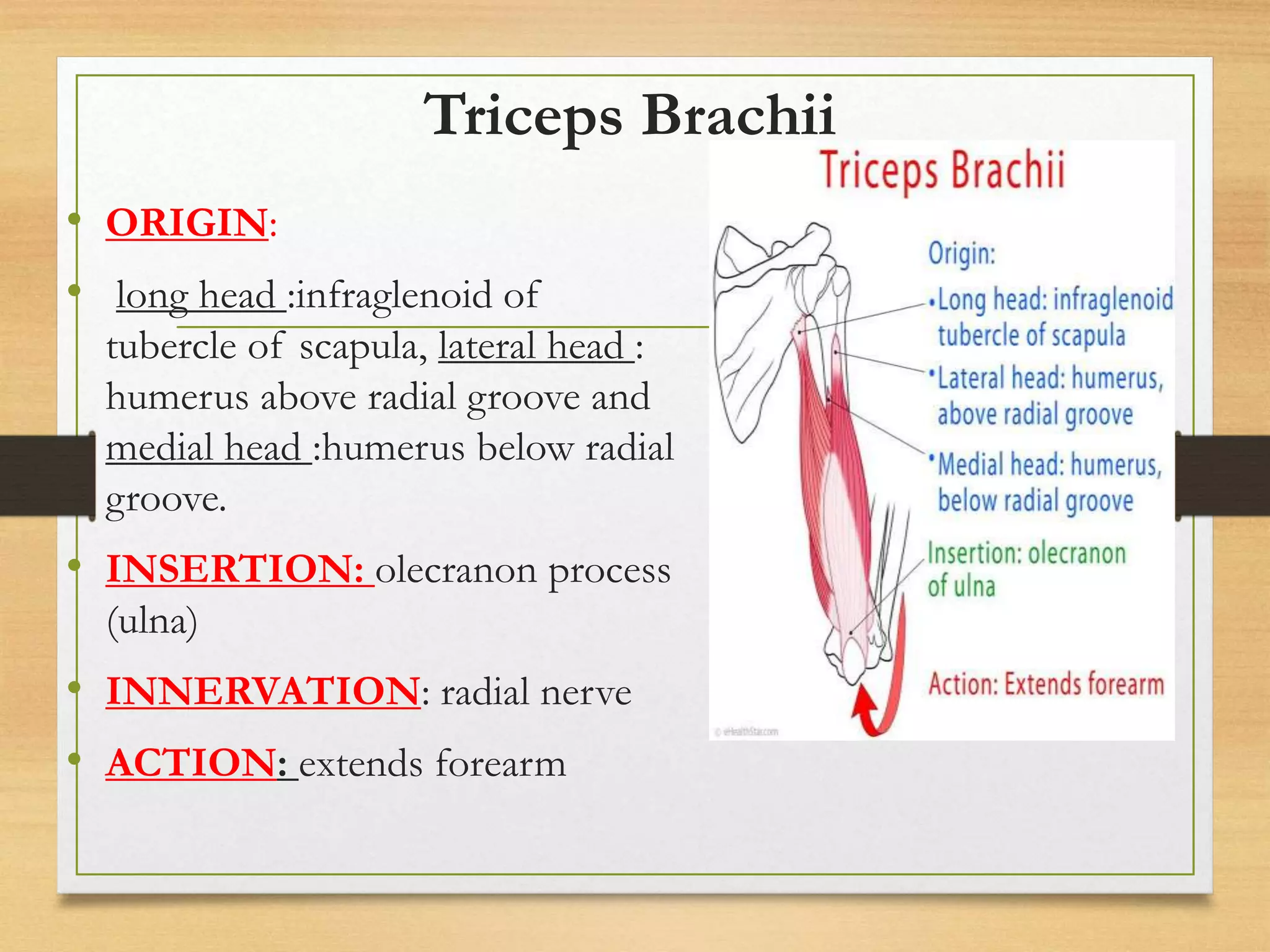 L9 muscles of upper limb [Autosaved].pptx