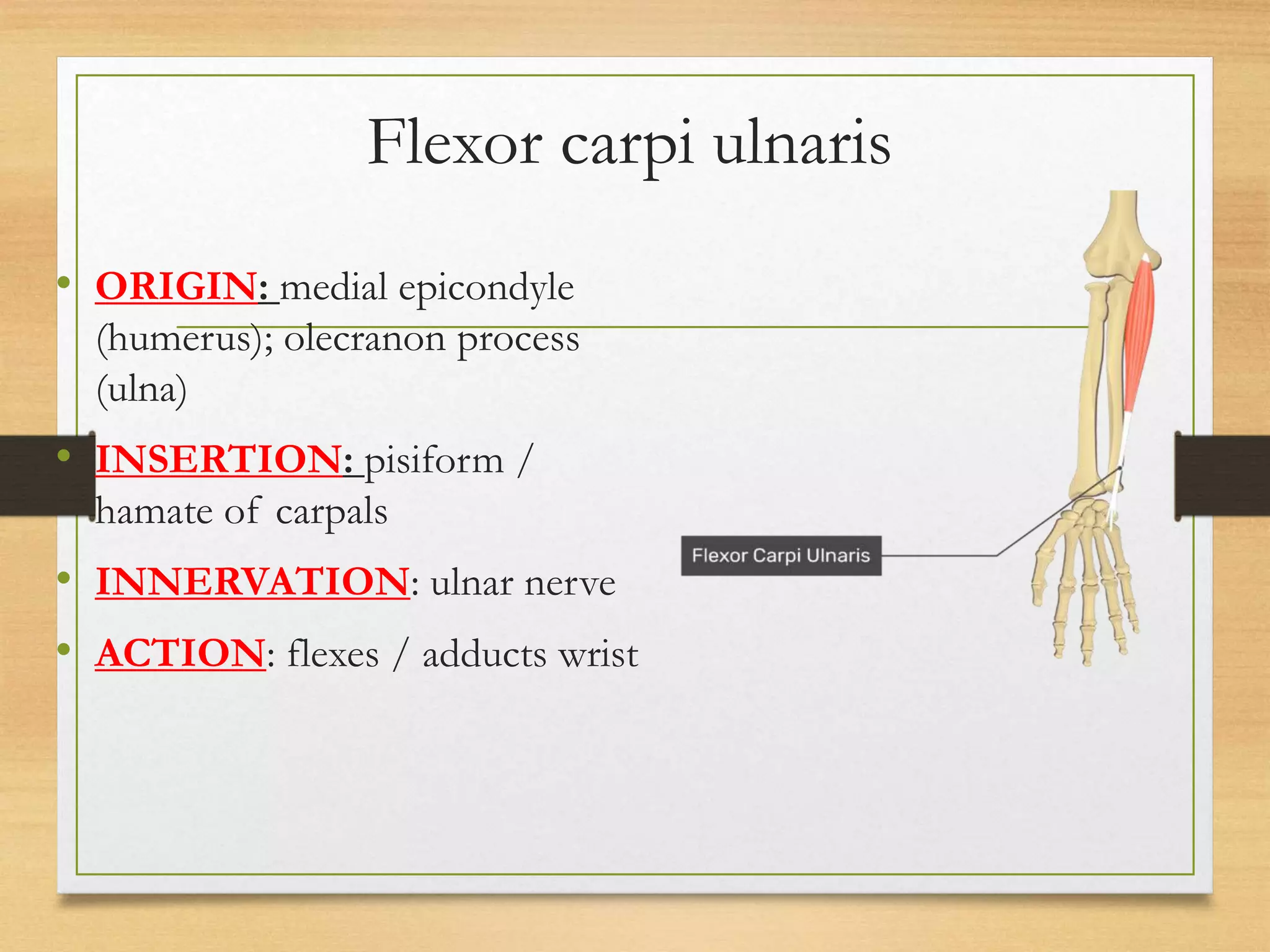 L9 muscles of upper limb [Autosaved].pptx