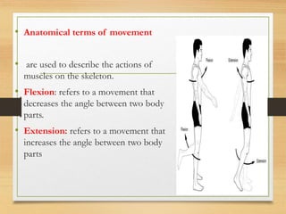 L9 muscles of upper limb [Autosaved].pptx