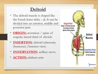 L9 muscles of upper limb [Autosaved].pptx