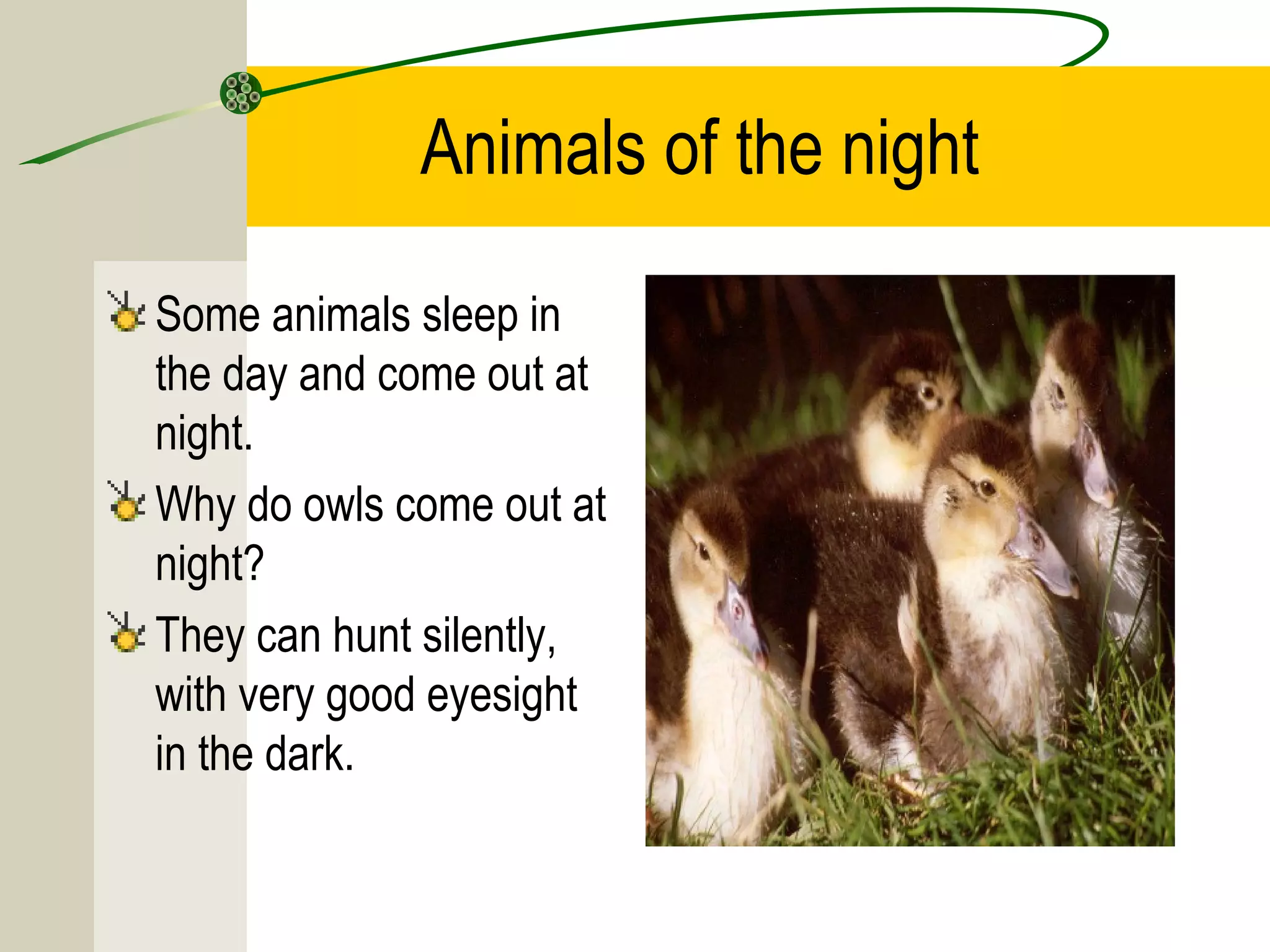 Lesson 9 animal survival | PPT