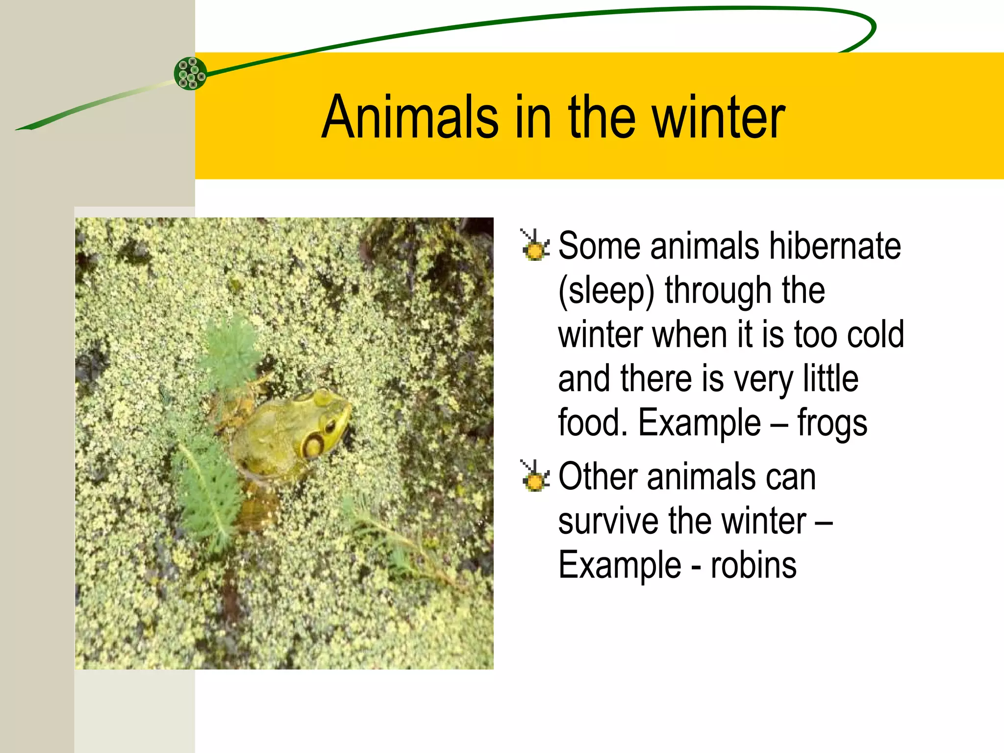Lesson 9 animal survival | PPT