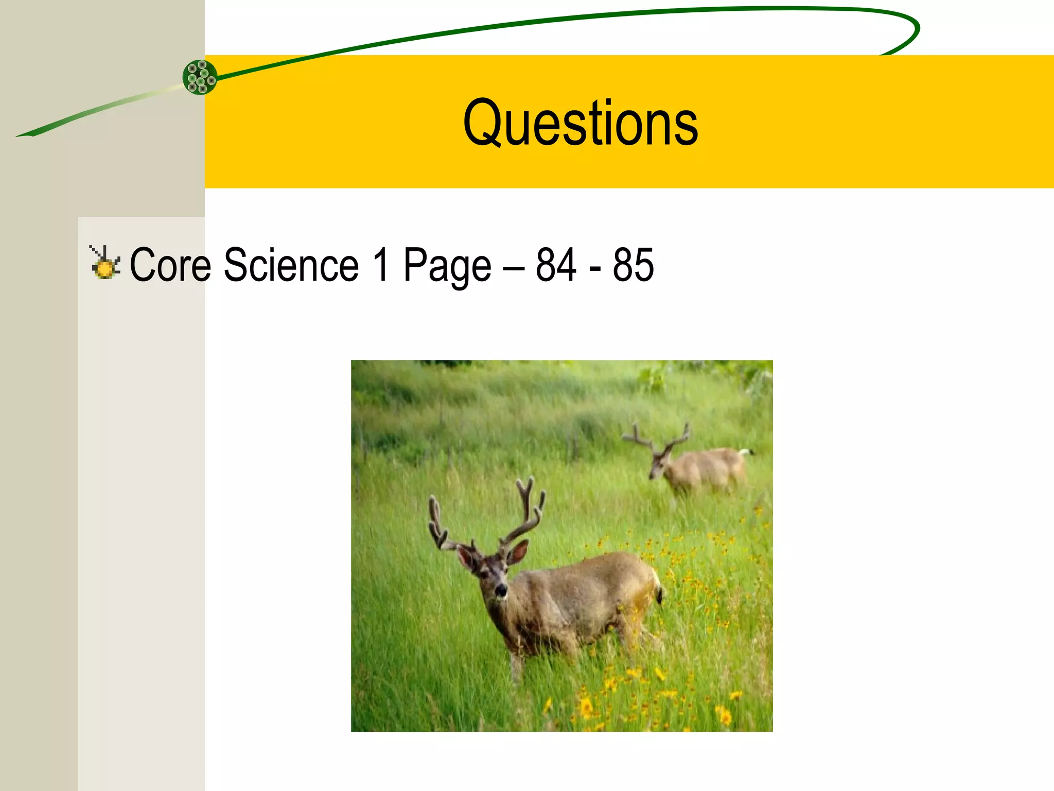 Lesson 9 animal survival | PPT