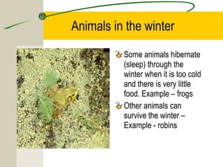 Lesson 9 animal survival | PPT
