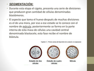 1 etapas del desarrollo embrionario | PPTX