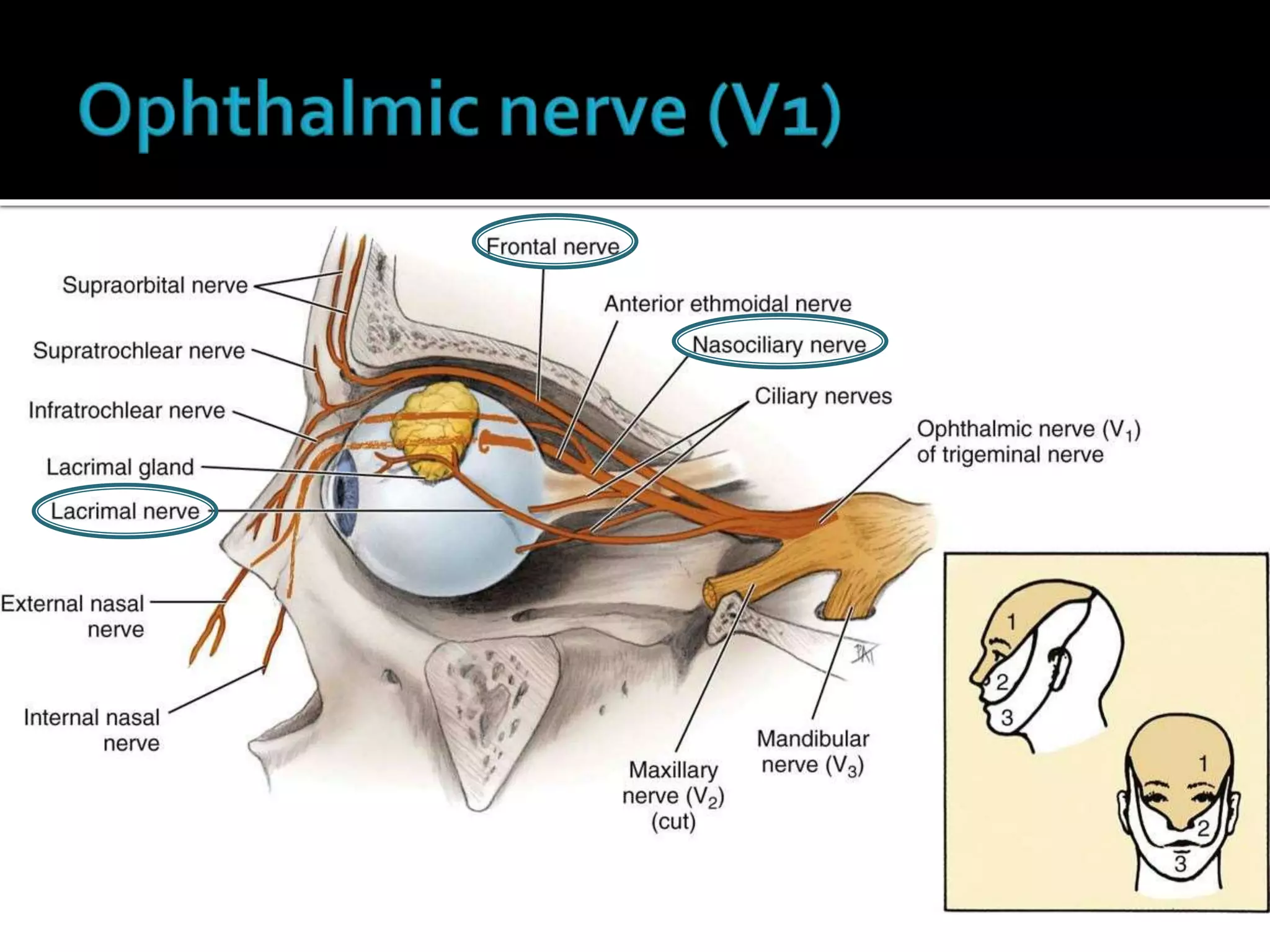 Innervation of teeth | PPTX
