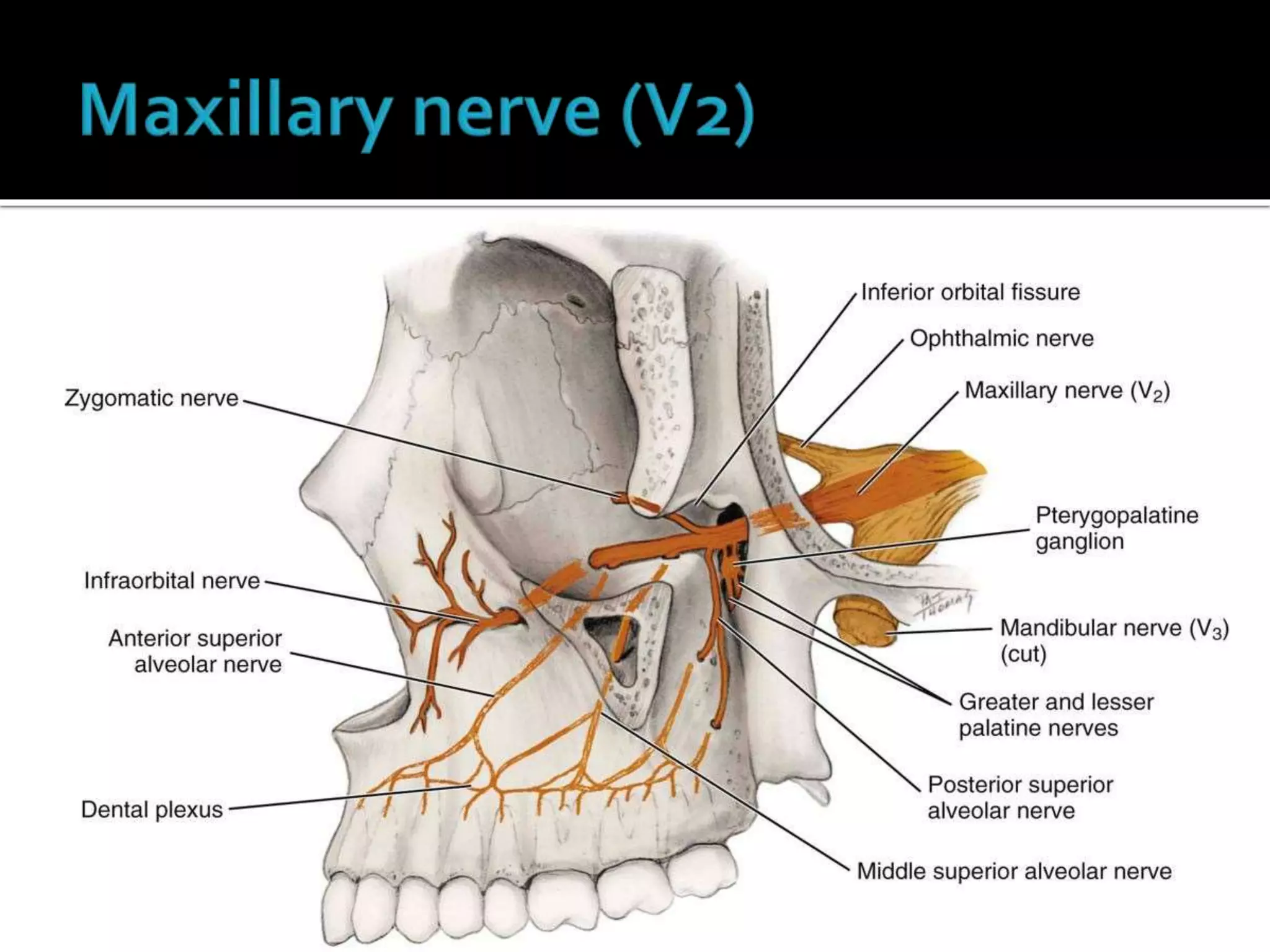 Innervation of teeth | PPTX