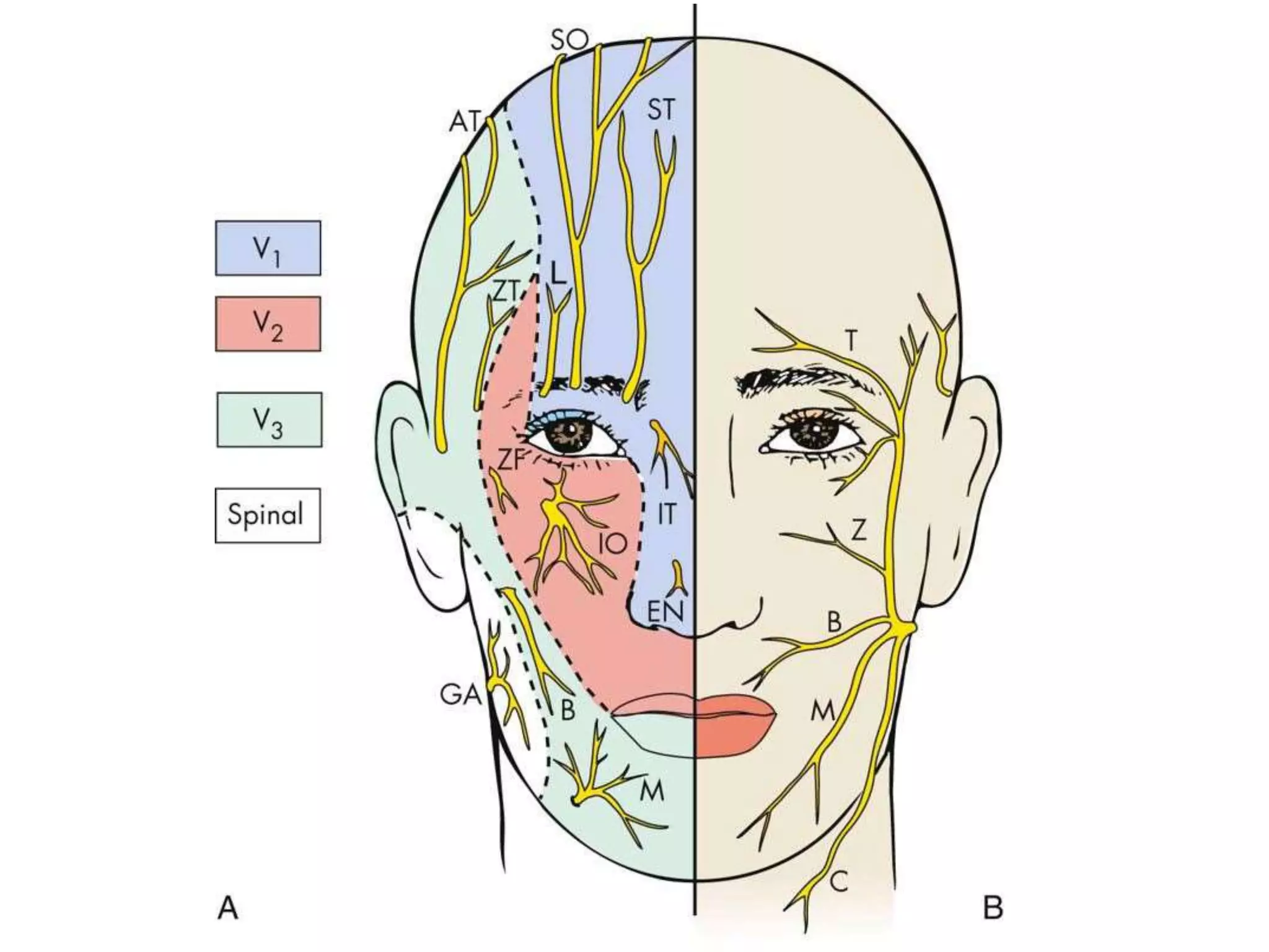 Innervation of teeth | PPTX