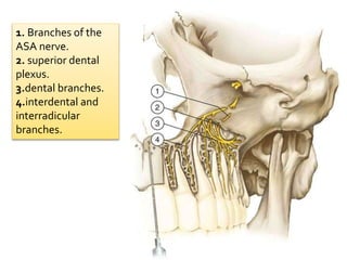 Innervation of teeth | PPTX