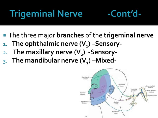 Innervation of teeth | PPTX