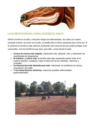 La alimentación del caballo | DOCX