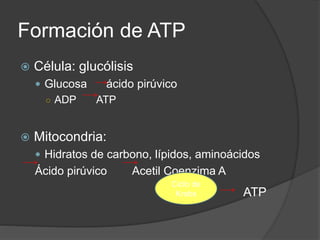 La celula-y-sus-funciones | PPTX