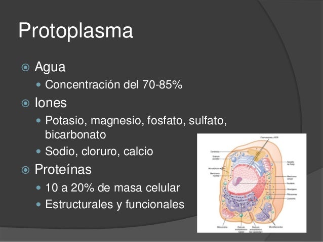 La celula-y-sus-funciones