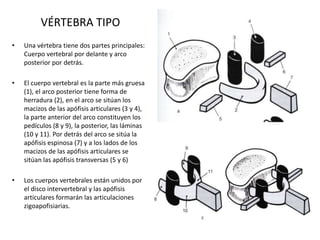 LA-COLUMNA-VERTEBRAL -GENERALIDADES..ppt