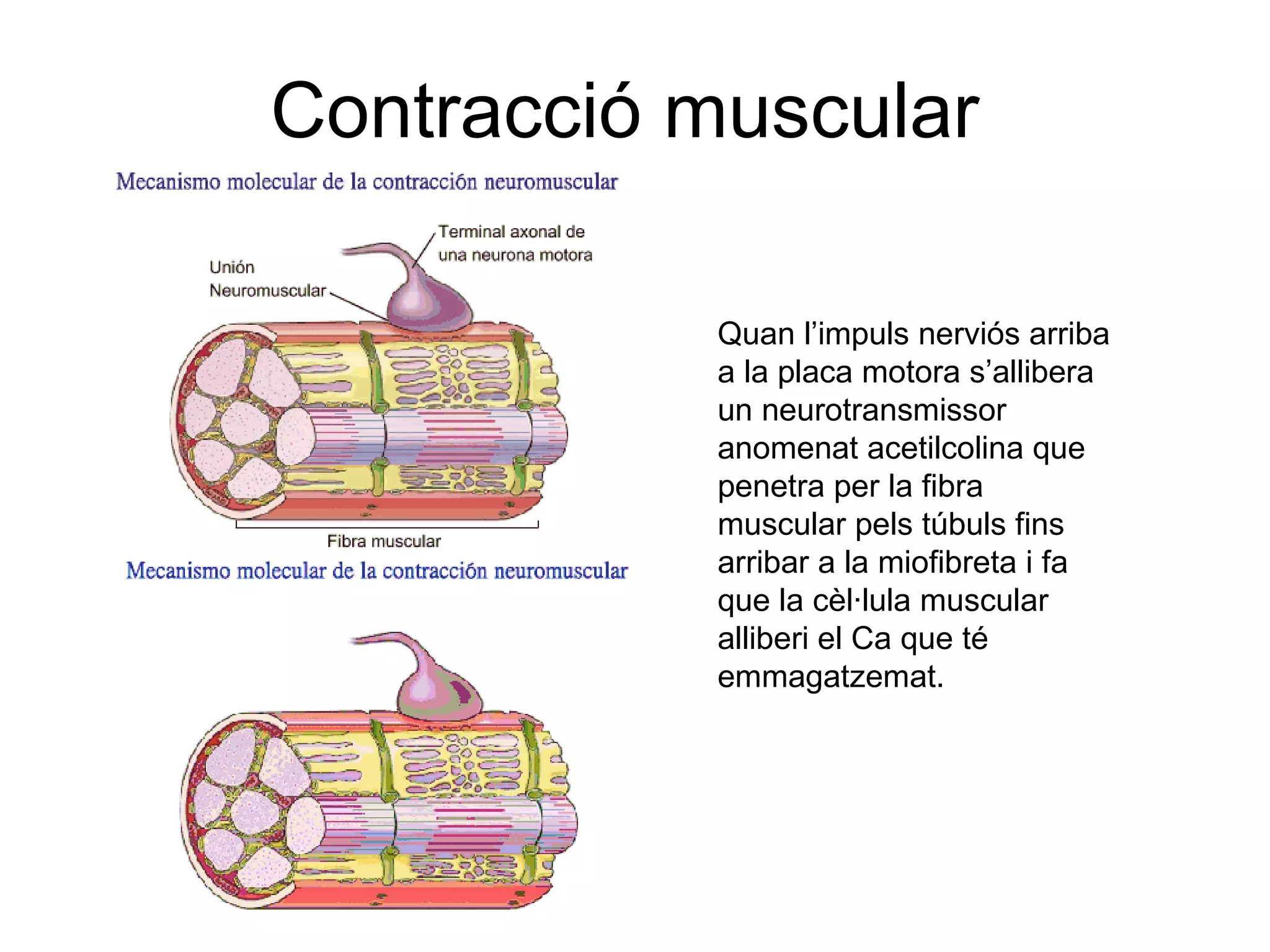 La Contracció Muscular | PPT