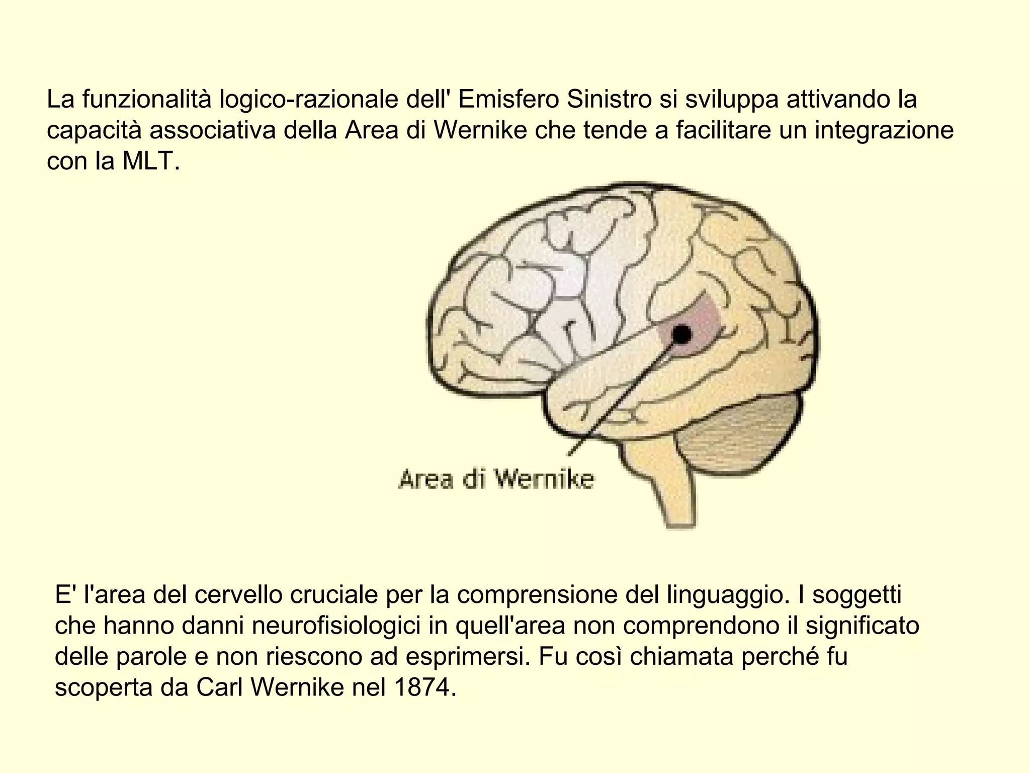 La corteccia-cerebrale7 | PPT