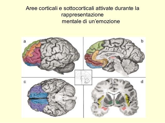 La corteccia-cerebrale7