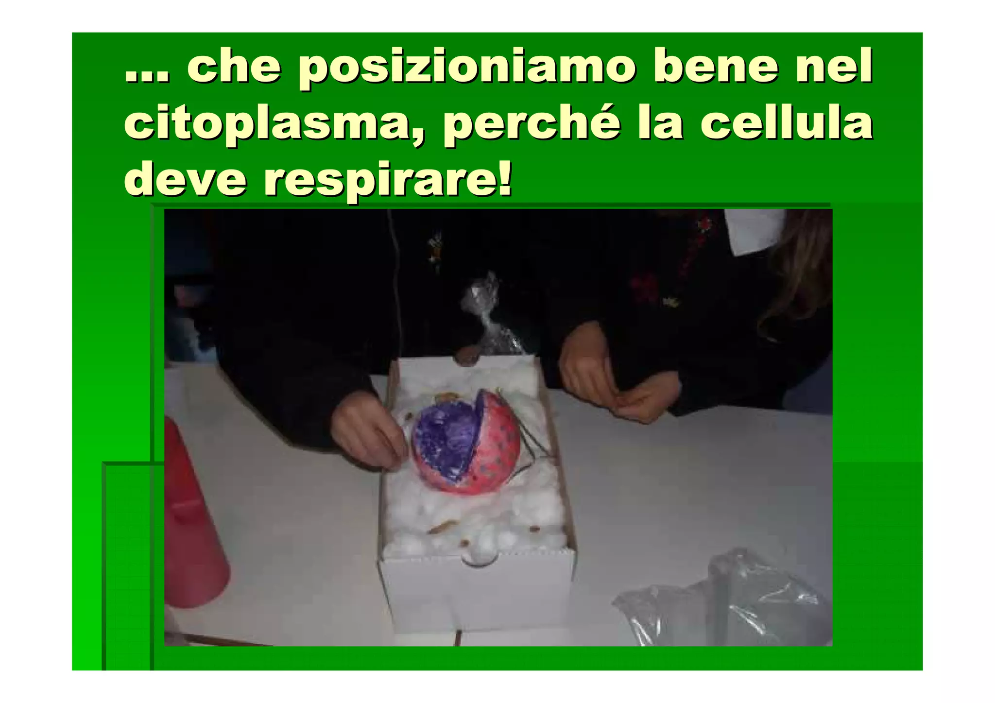 La Costruzione Della Cellula Vegetale | PDF
