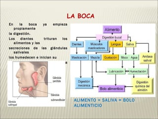 LA DIGESTIÓN | PPT