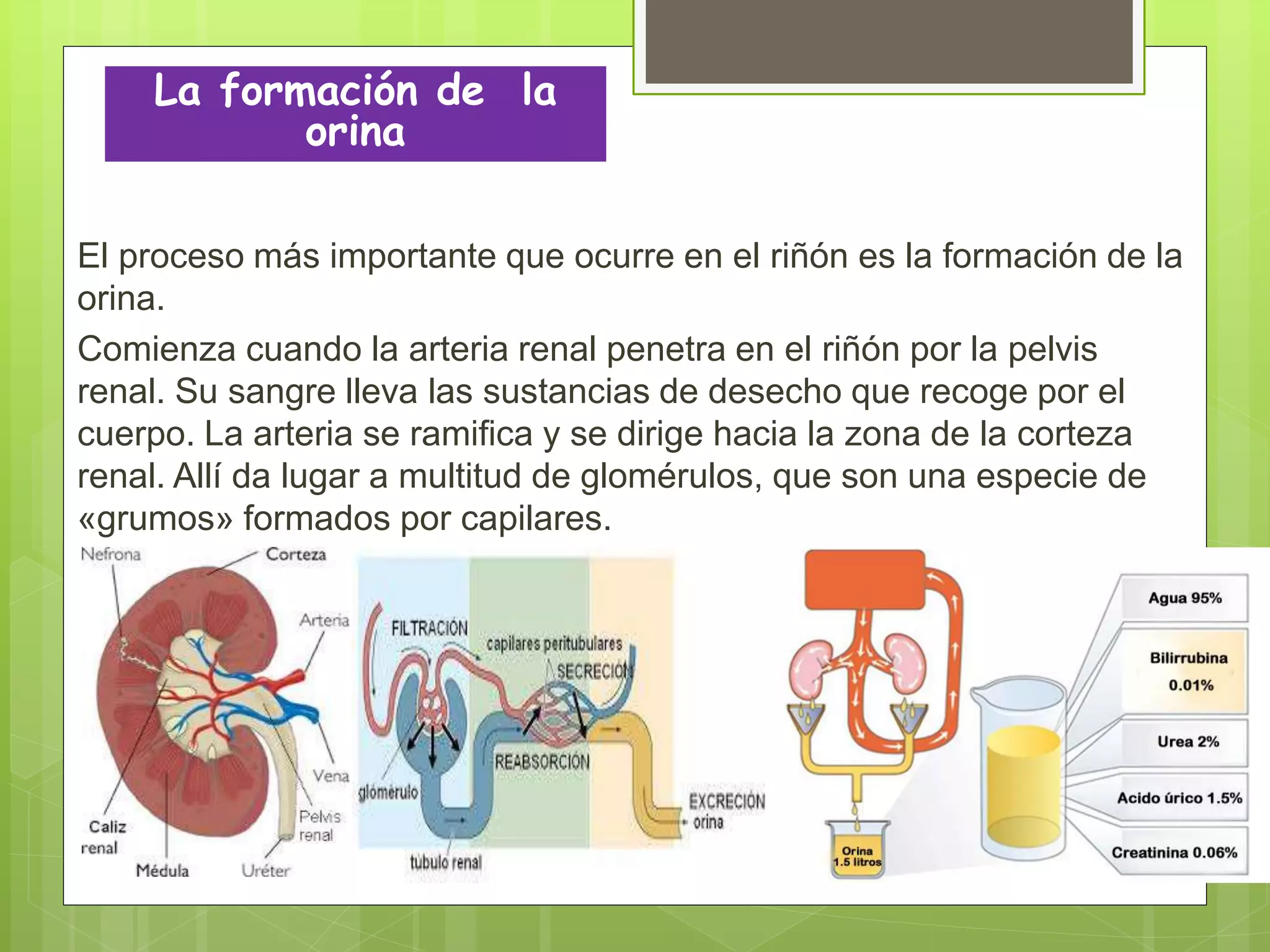 La excreción-en-el-ser-humano | PPTX