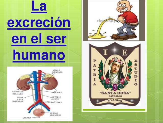 La excreción-en-el-ser-humano