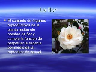 La Flor | PPT | Biological Sciences | Science