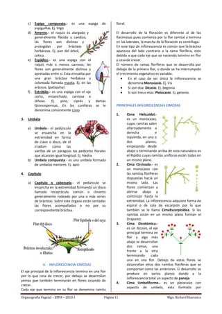 la-flor-clasificacion.pdf