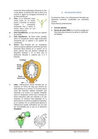la-flor-clasificacion.pdf