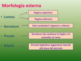 ppt | PDF