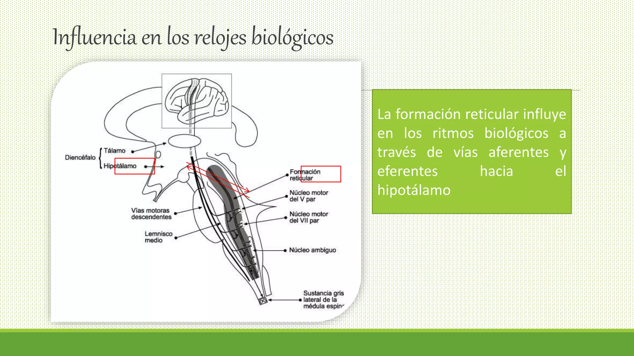 La Formación Reticular | PPTX