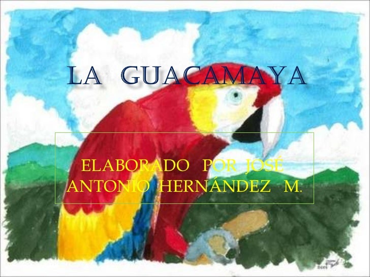 Imagenes de la guacamaya - Imagui
