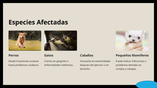 La-Hiperemia-en-Animales-Domesticos-Conceptos-Causas-y-Relevancia ...