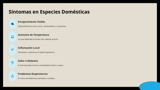 La-Hiperemia-en-Animales-Domesticos-Conceptos-Causas-y-Relevancia ...