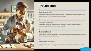 La-Hiperemia-en-Animales-Domesticos-Conceptos-Causas-y-Relevancia ...