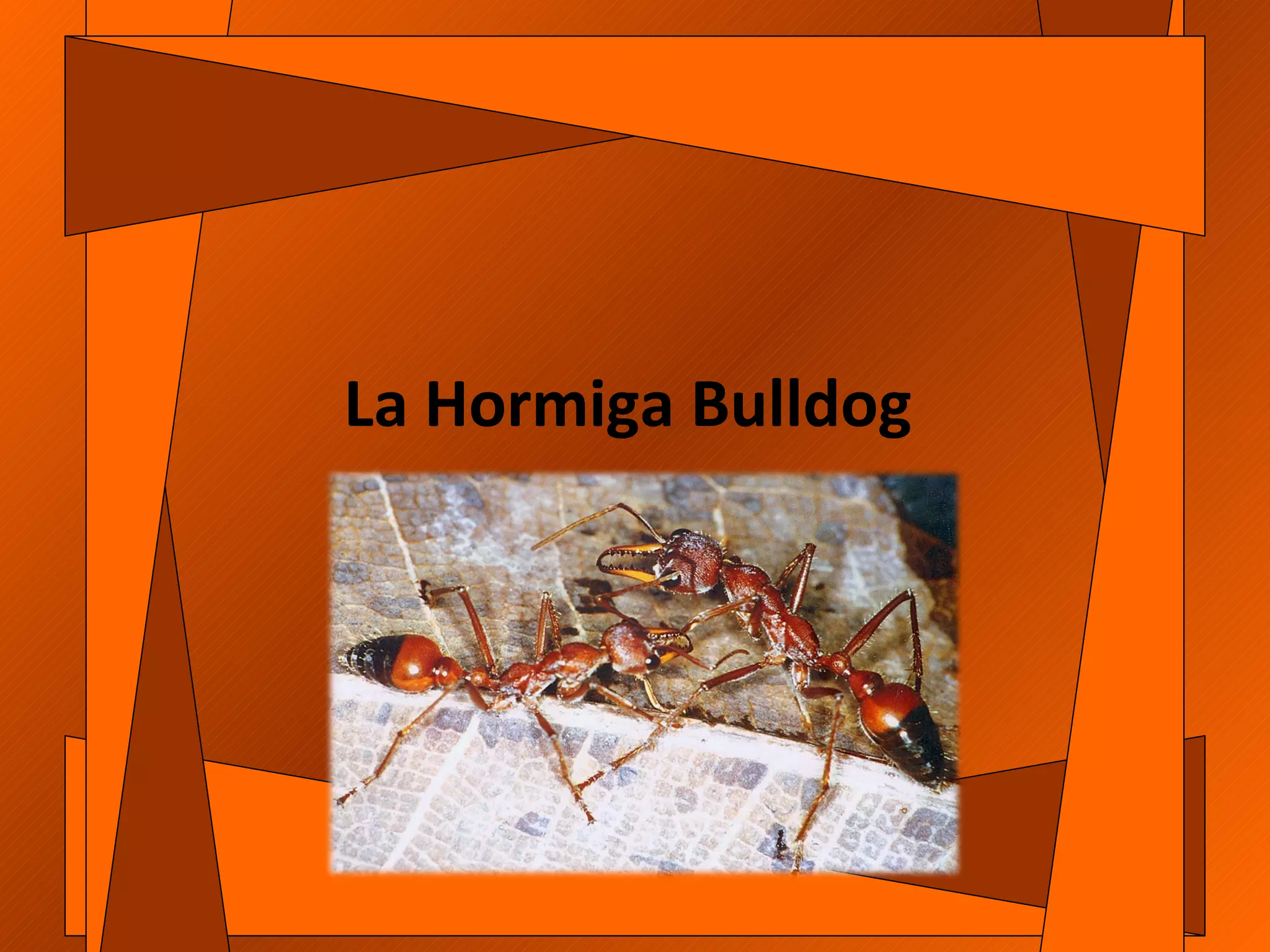 La Hormiga Bulldog | PPT