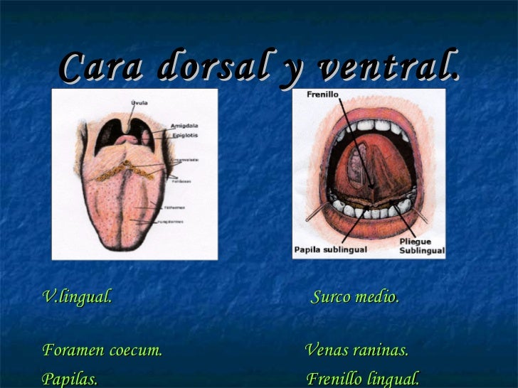 La Lengua Y Su Fisiologia