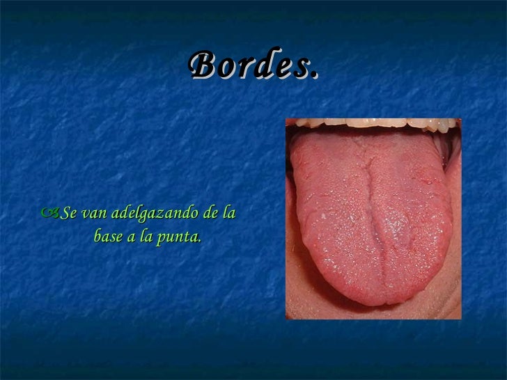 La Lengua Y Su Fisiologia