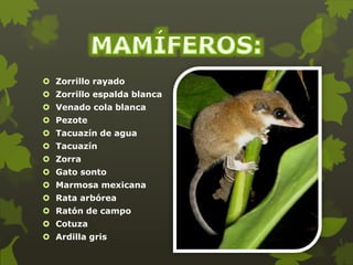 La magdalena | PPT
