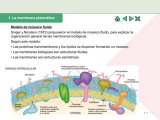 LA-MEMBRANA-CELULAR, MODELO MOSAICO FLUIDO.pdf