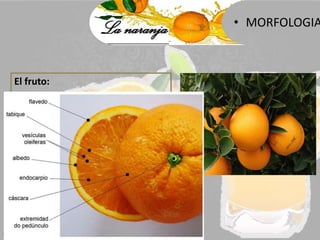 La naranja | PPTX