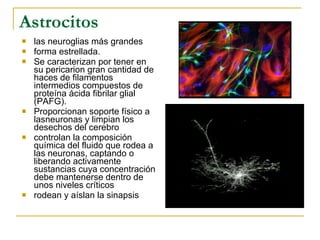 Neuroglia | PPT