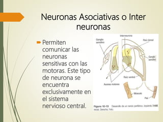 La neurona | PPTX