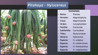 La pitahaya por Diana Reascos | PPTX