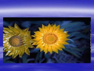 Em vaig fent gran | PPT