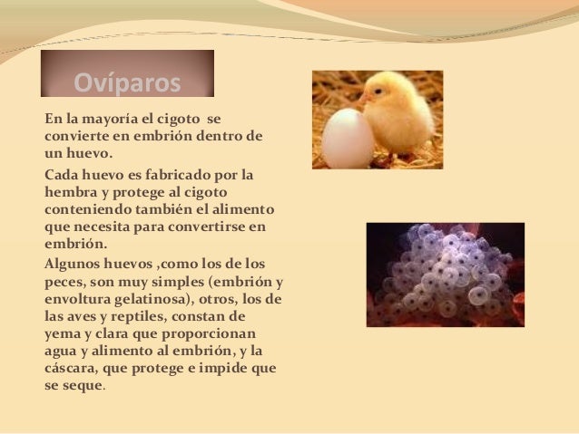 Reproducción de ovíparos: descubre su asombroso proceso